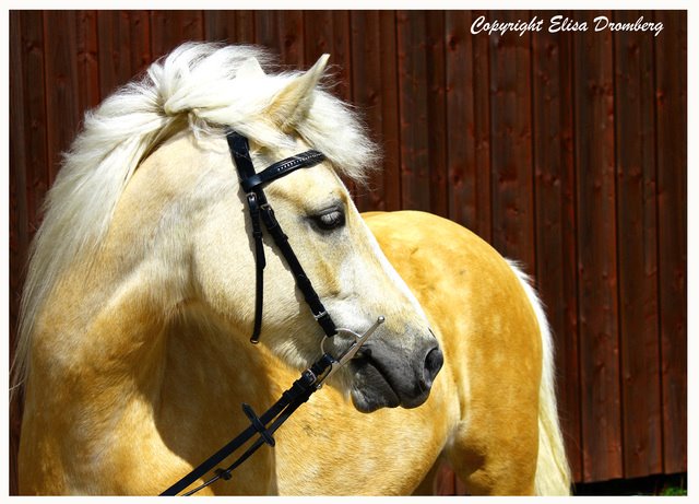 VOORE TALLID | Voore Adella